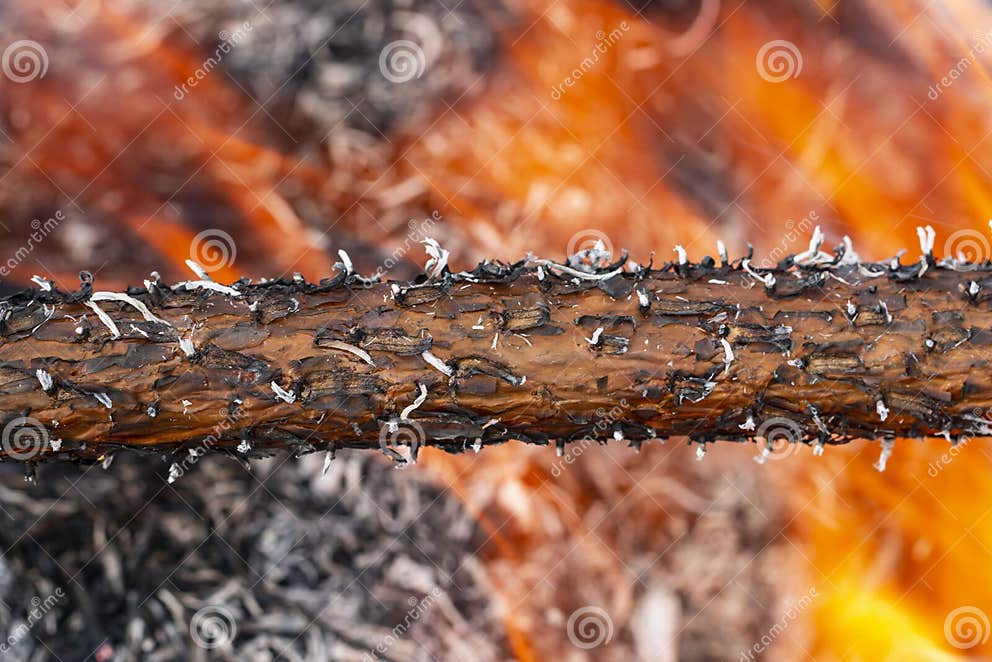 Burning Pine Needles in a Flame of Fire Stock Image - Image of heat ...