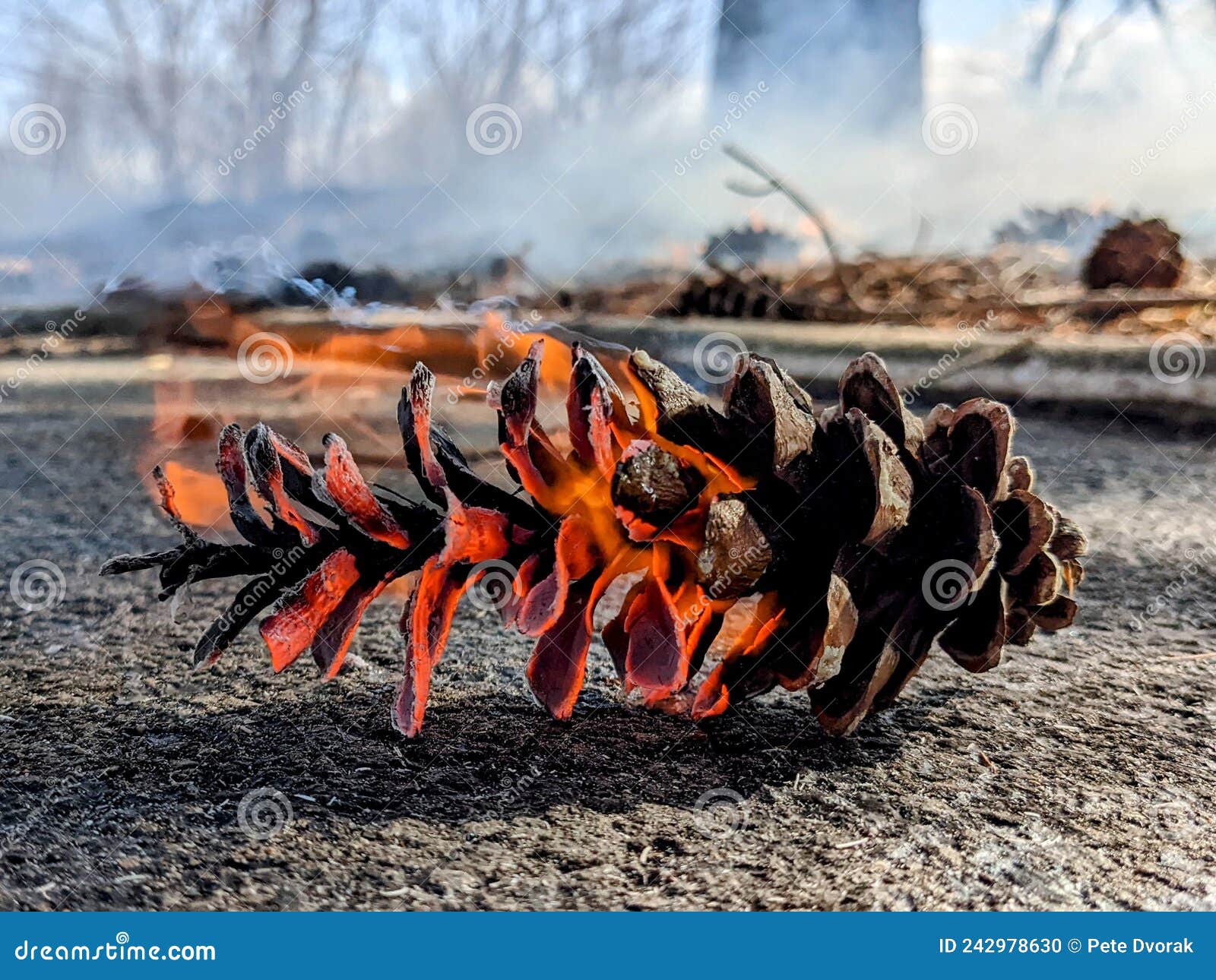 Burning pine cone stock photo. Image of controlled, burn - 242978630