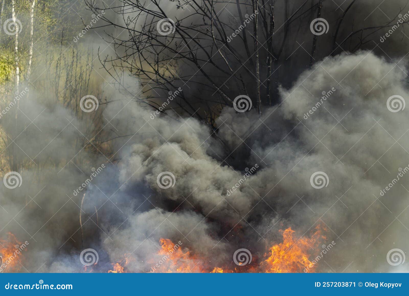Burning Plants in Fire. Forest Fire Stock Image - Image of change ...
