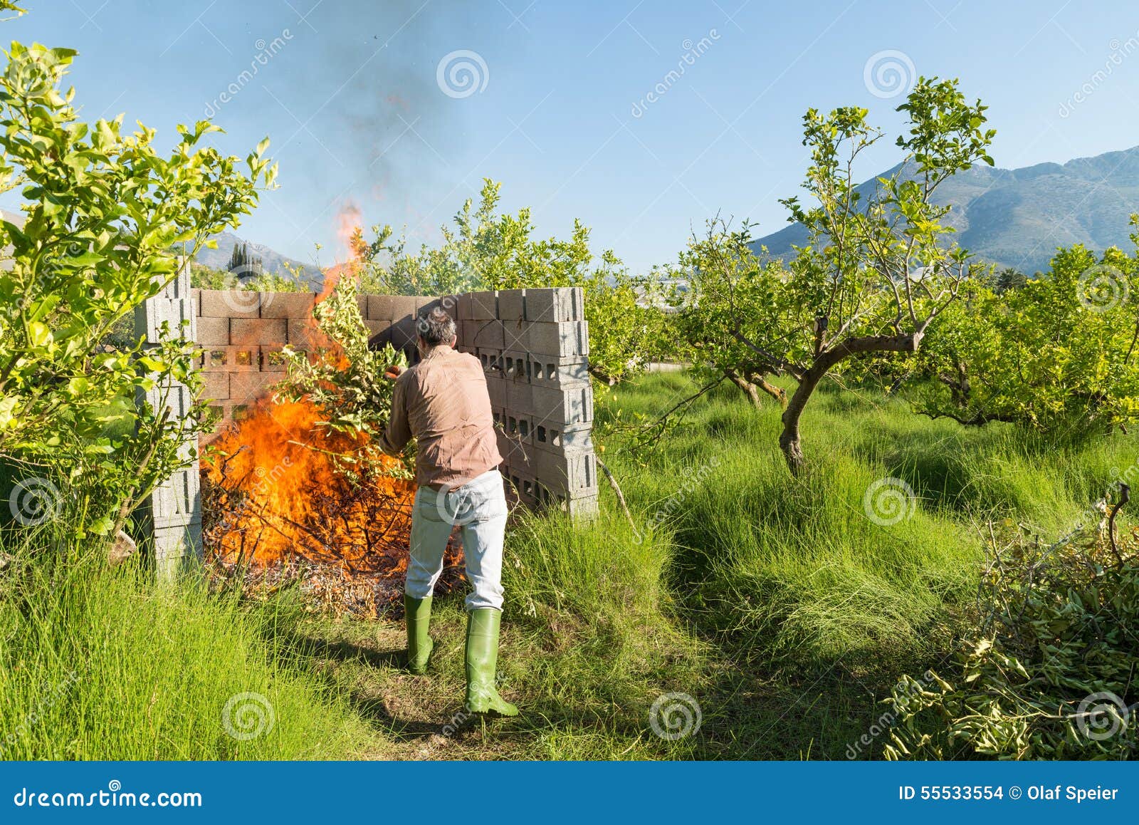Burning pruning waste stock photo. Image of agricultural - 55533554