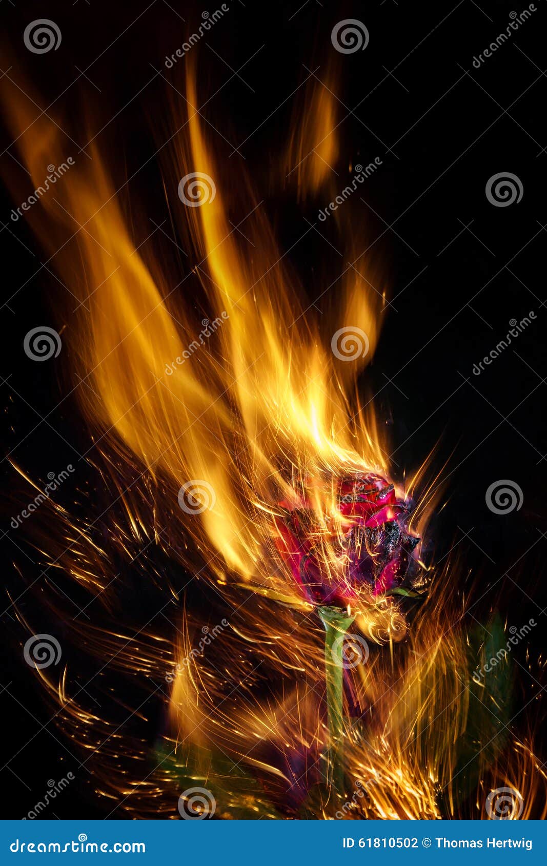 Burning Red Rose stock photo. Image of kills, flaming - 61810502