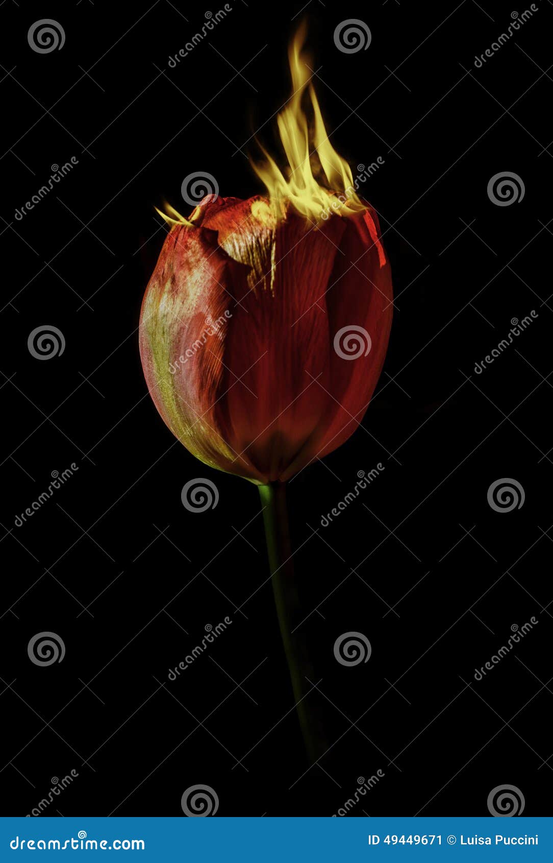 Burning Red Tulip on Black Background Stock Image - Image of burning ...