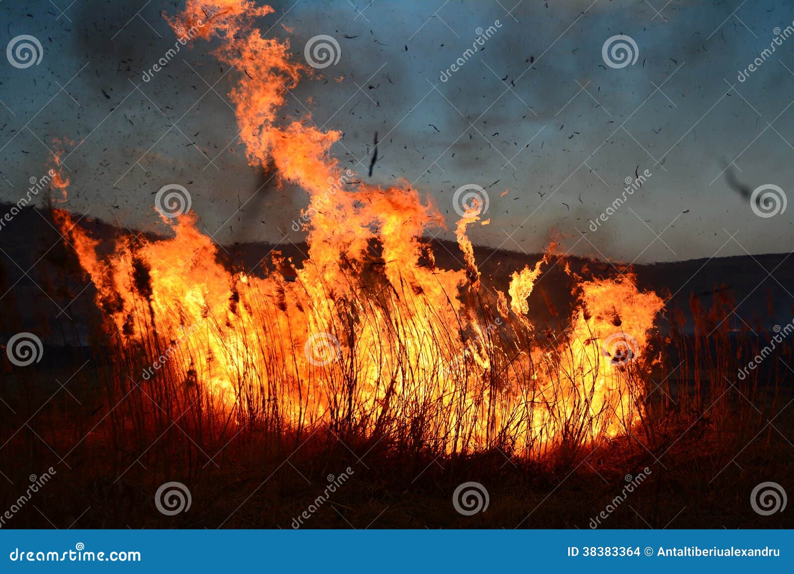 Burning reed. stock photo. Image of ground, color, energy - 38383364