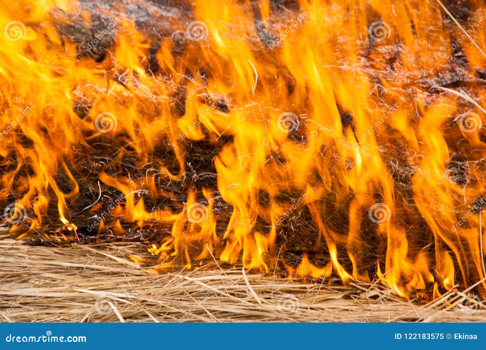 Burning reeds. fire stock image. Image of gloom, cane - 122183575