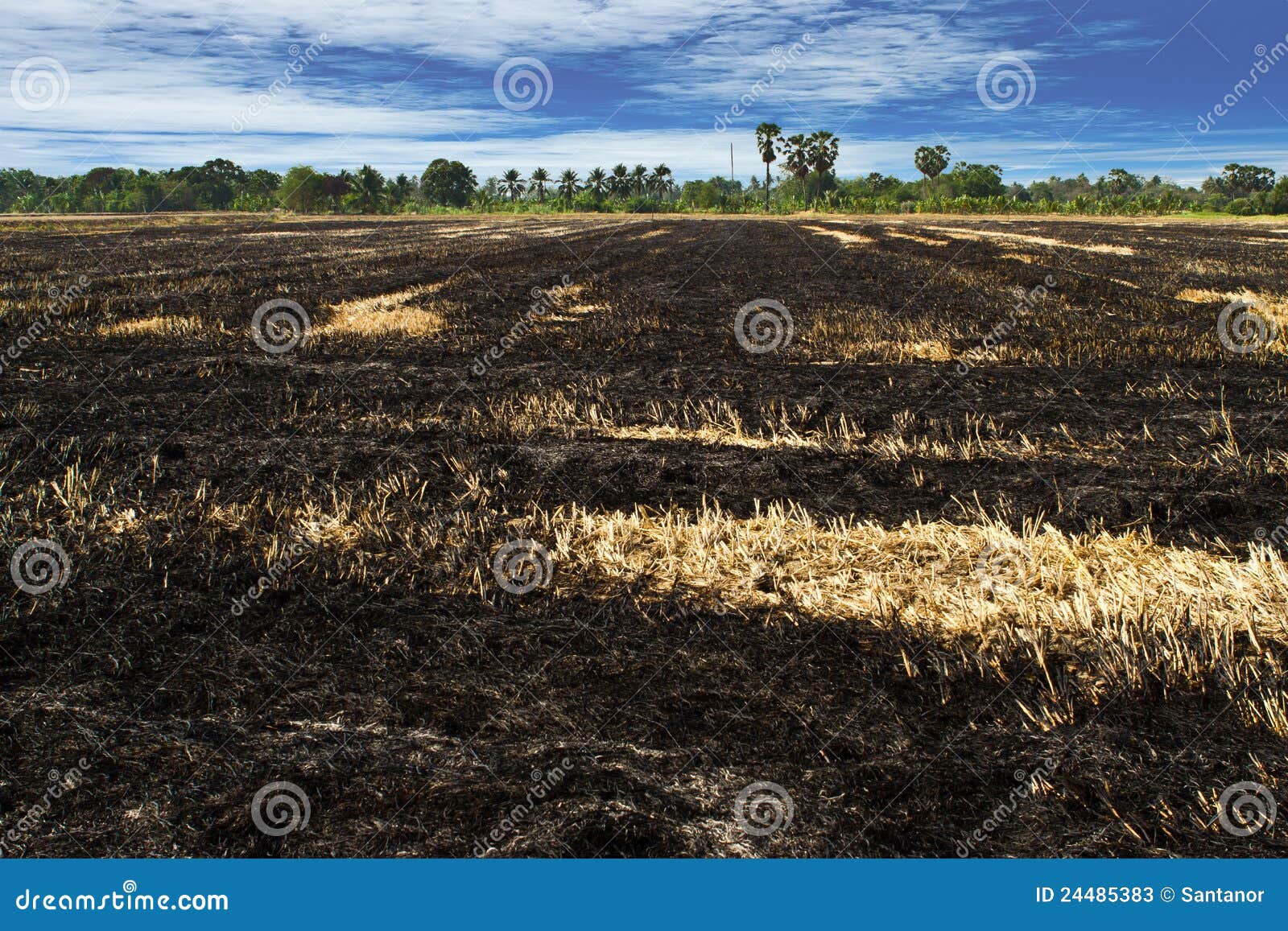 Ash From Burning Rice Fields.rice Field Was Burned After Harvest ...