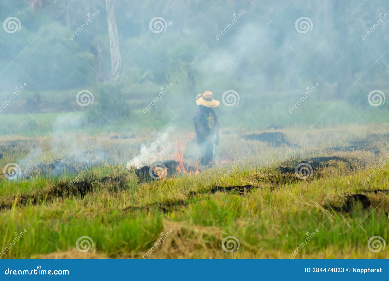 Burning rice straw stock image. Image of farm, rural - 284474023