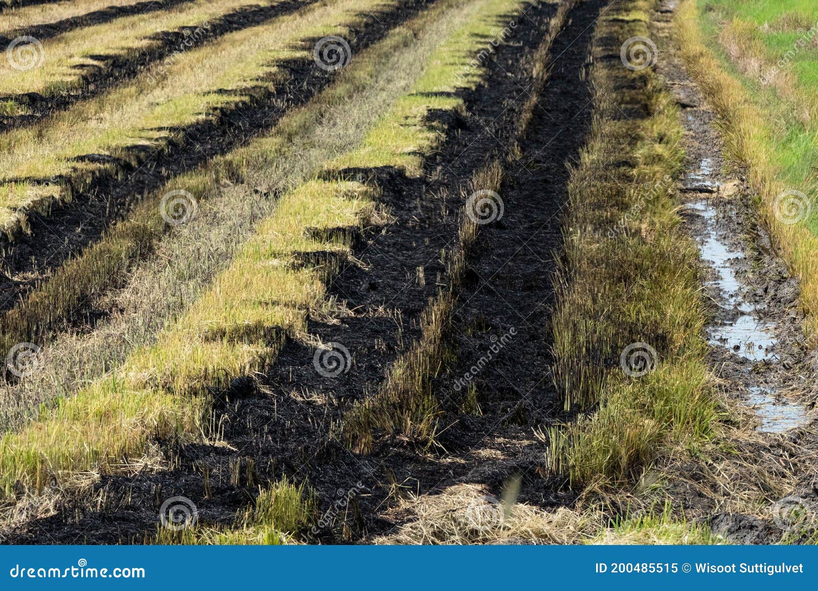 Burning Rice Stubble in the Rice Fields after Harvesting Stock Image ...