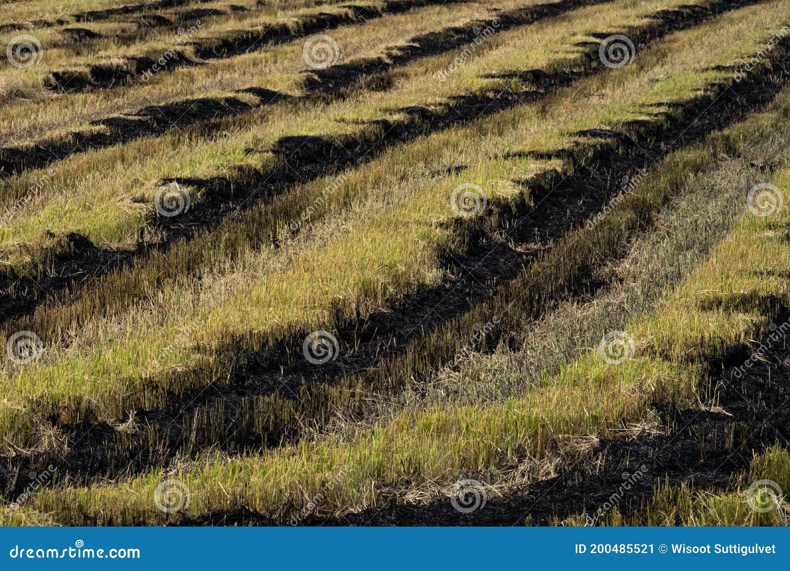 Burning Rice Stubble in the Rice Fields after Harvesting Stock Image ...