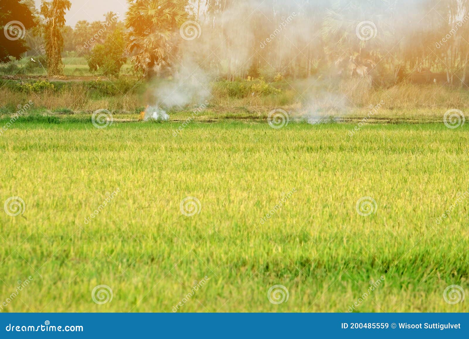 Burning Rice Stubble in the Rice Fields after Harvesting Stock Image ...