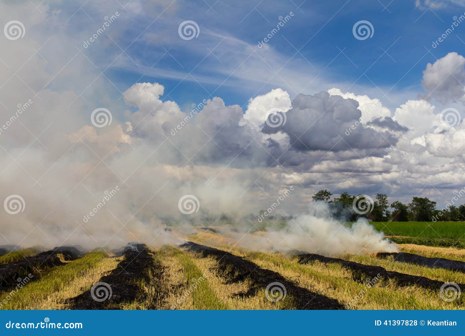 Ash From Burning Rice Fields.rice Field Was Burned After Harvest ...