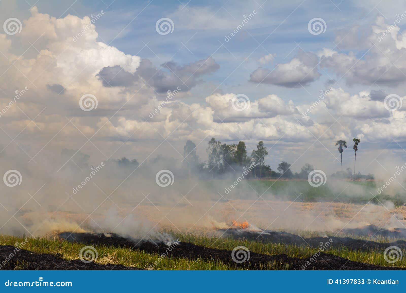 Ash From Burning Rice Fields.rice Field Was Burned After Harvest ...