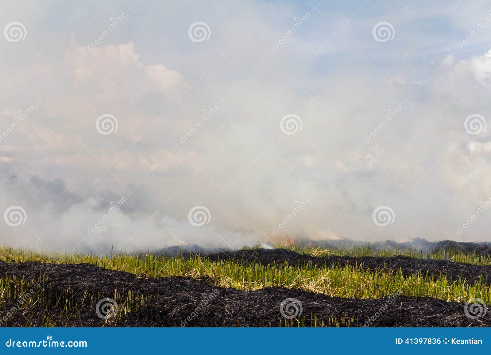 Ash From Burning Rice Fields.rice Field Was Burned After Harvest ...