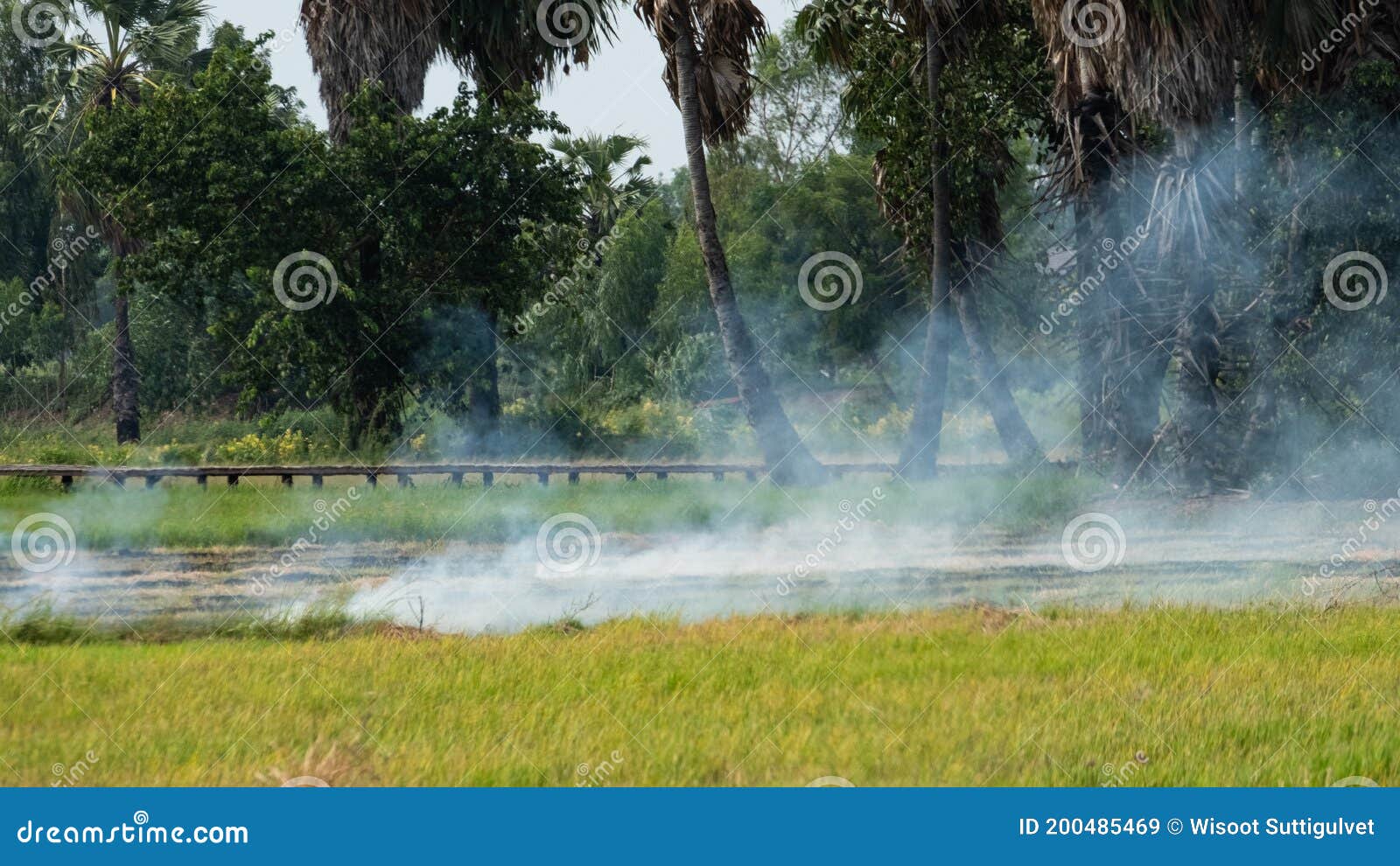 Burning Rice Stubble in the Rice Fields after Harvesting Stock Image ...