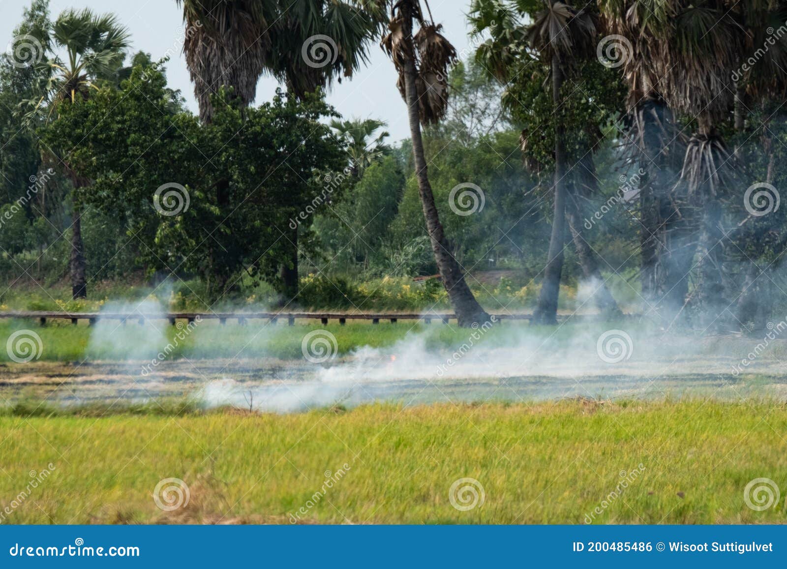 Burning Rice Stubble in the Rice Fields after Harvesting Stock Photo ...