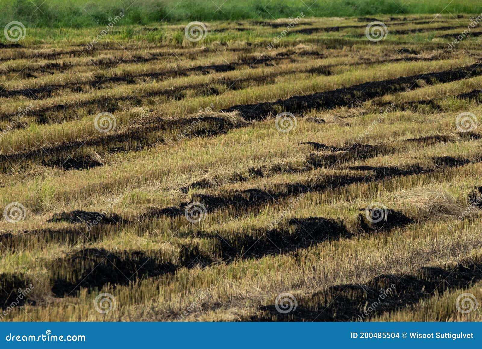 Burning Rice Stubble in the Rice Fields after Harvesting Stock Photo ...