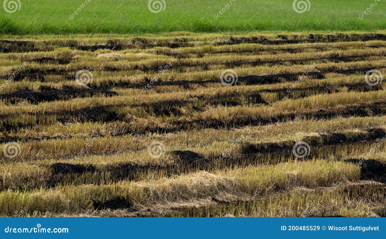 Burning Rice Stubble in the Rice Fields after Harvesting Stock Image ...