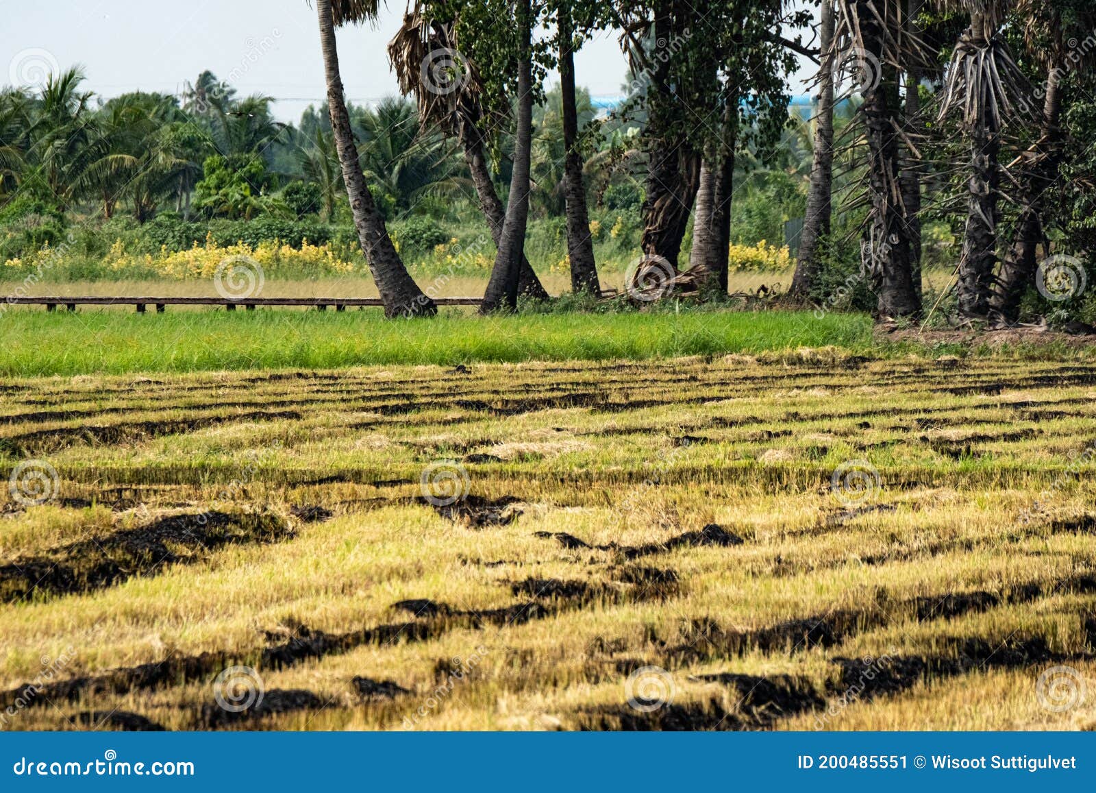 Burning Rice Stubble in the Rice Fields after Harvesting Stock Image ...