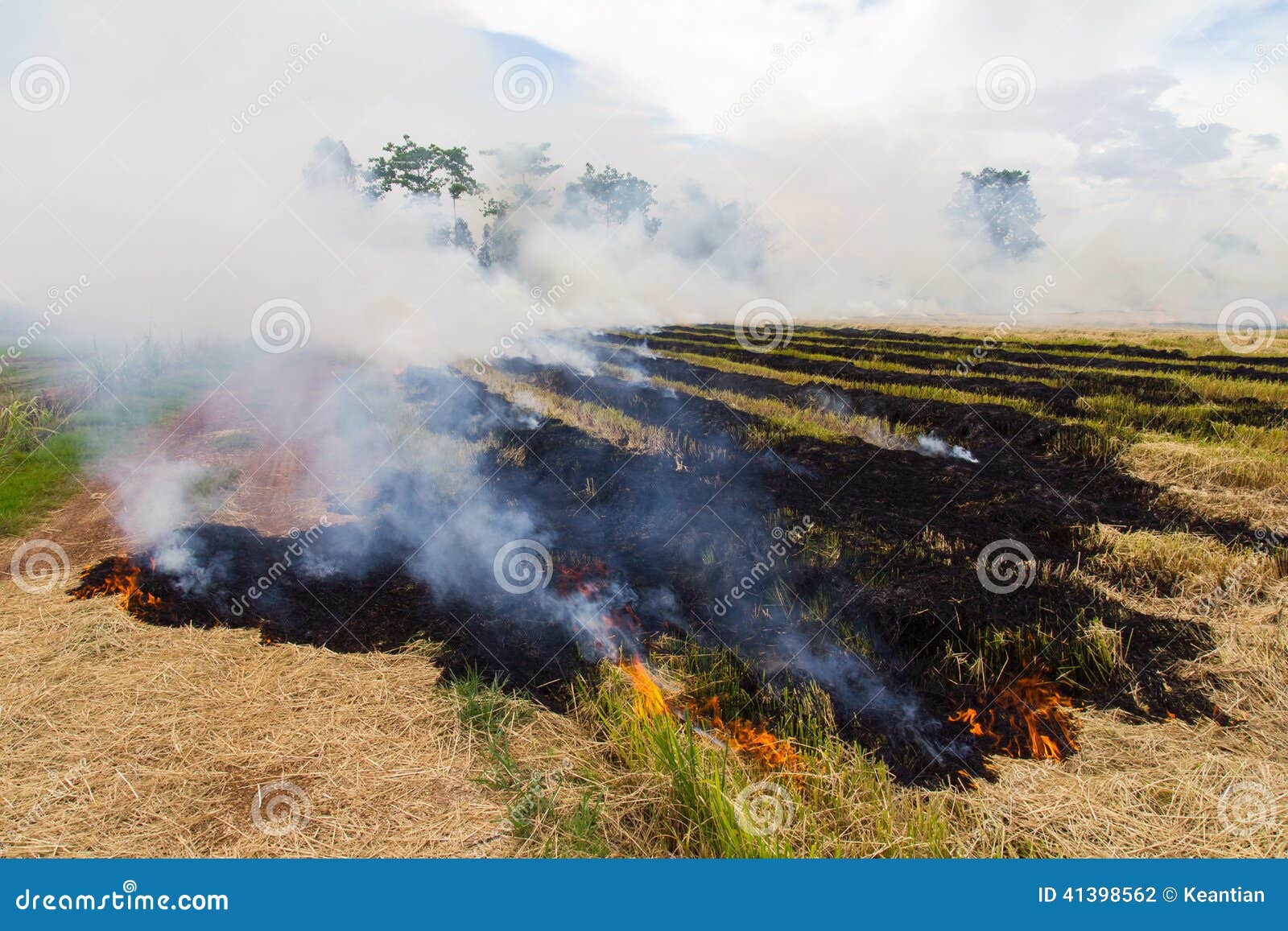 Burning rice stubble stock photo. Image of farmland, agriculture - 41398562