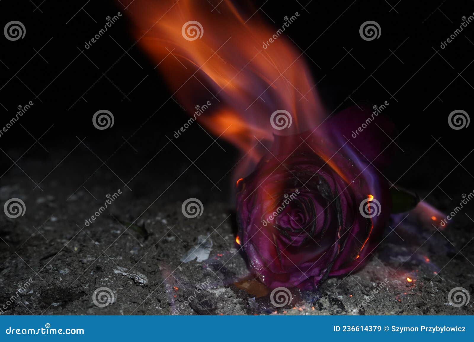 A Burning Rose in the Scorched Earth. Stock Image - Image of ashes ...