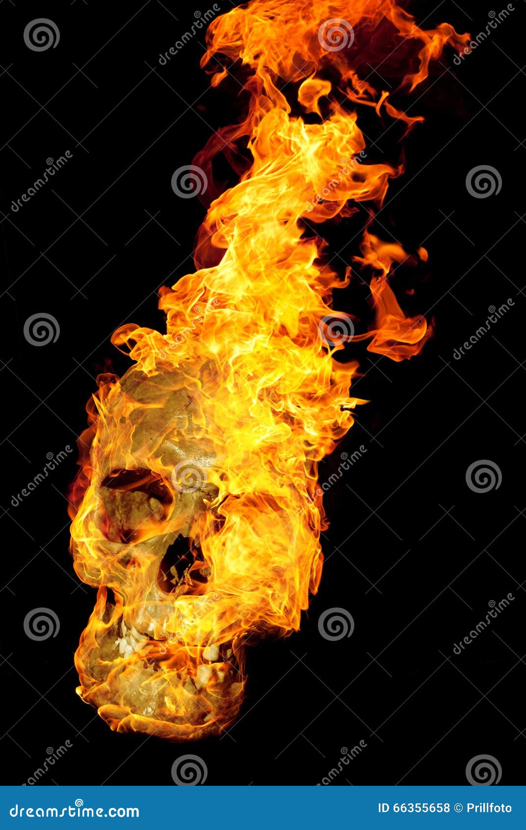 Burning skull stock photo. Image of flamy, cranium, burning - 66355658