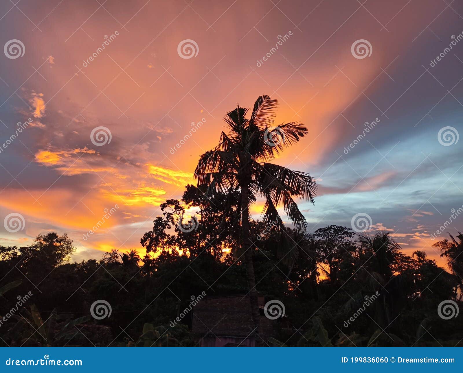 Burning Sky Across the Coconut Tree Stock Photo - Image of coconut ...