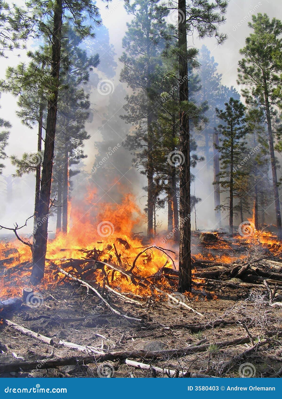 Burning Slash stock image. Image of landscape, forests - 3580403