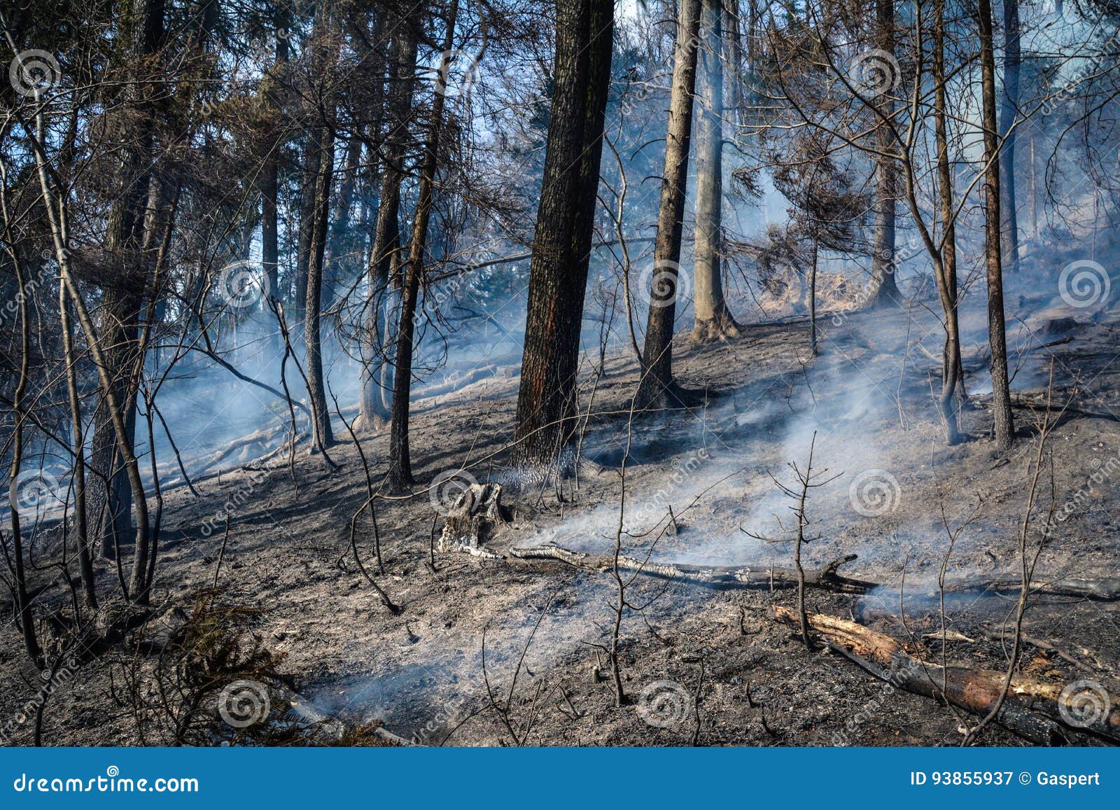 Burning smoking forest stock image. Image of pile, european - 93855937