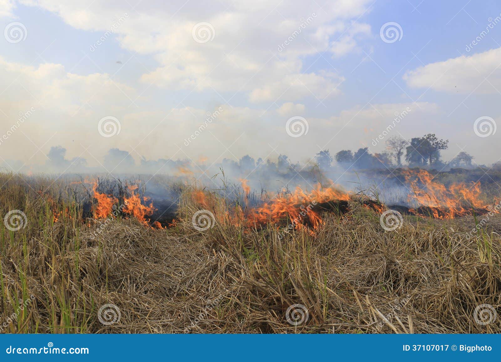Burning of Straw on the Field Stock Image - Image of rural, fire: 37107017