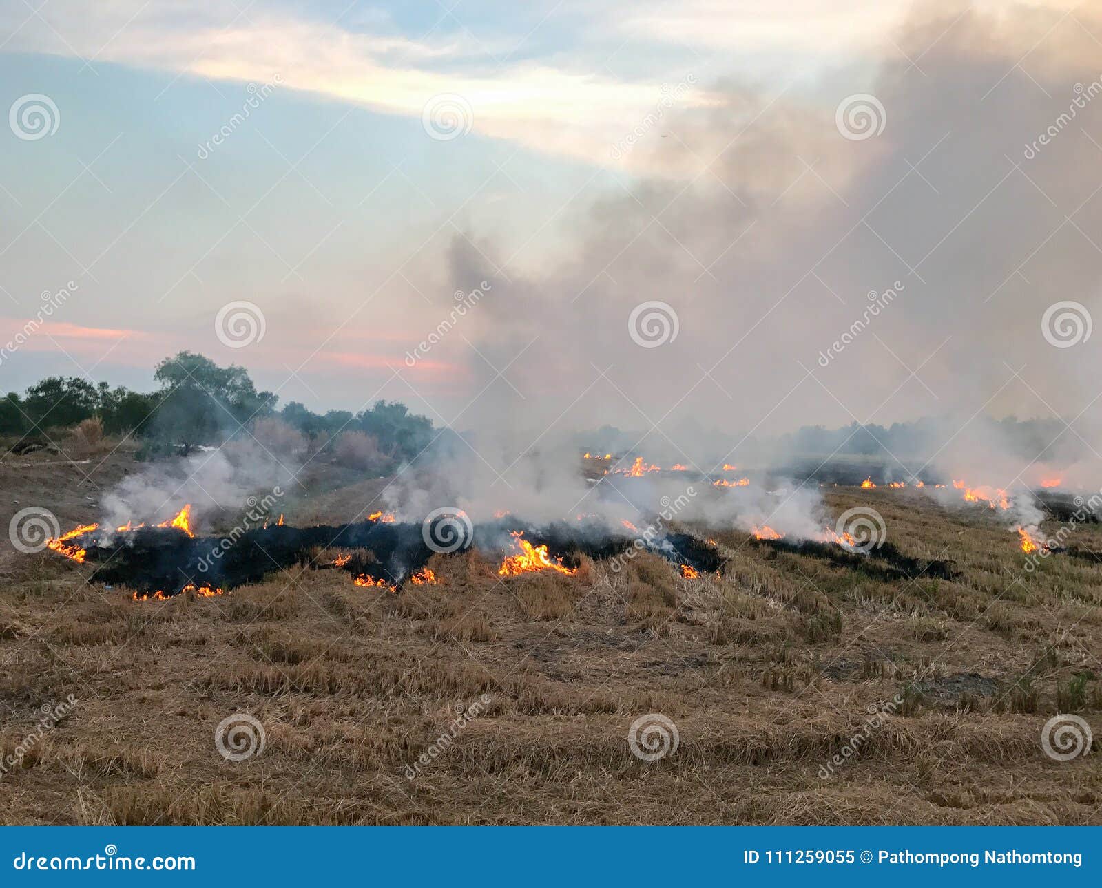 Burning of Straw on the Field Stock Image - Image of farm, meadow ...
