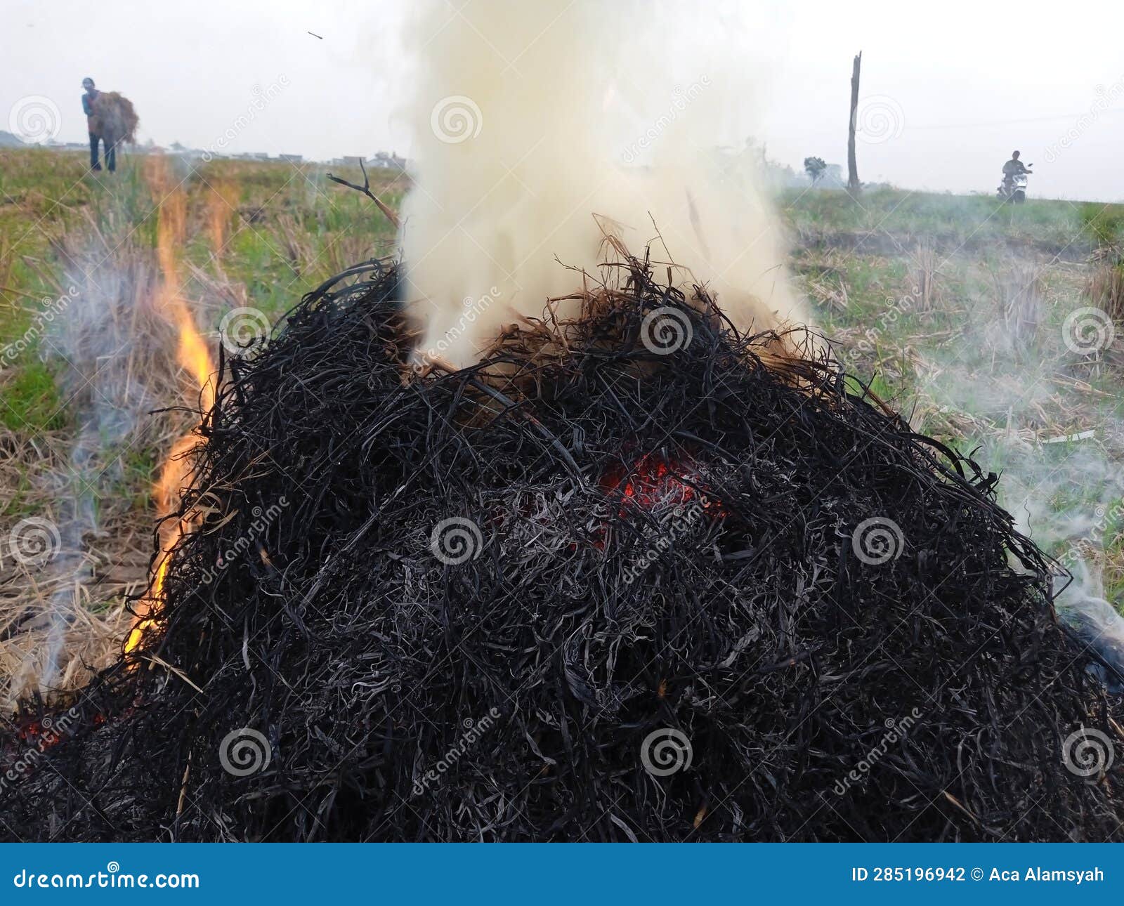 Burning Straw in the Fields Stock Photo - Image of cute, girl: 285196942