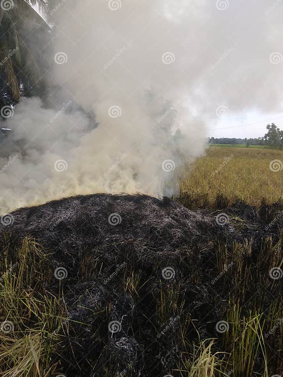 Burning Straw in the Fields after Harvesting Stock Image - Image of ...