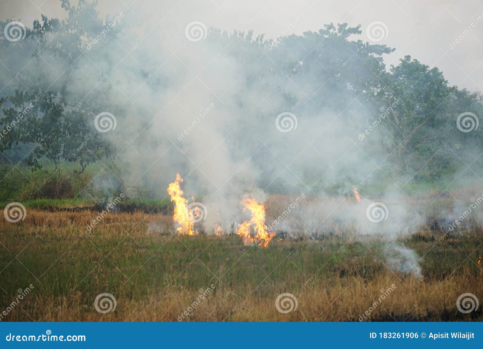Burning Straw after Harvest in Rice Field. Stock Photo - Image of ...