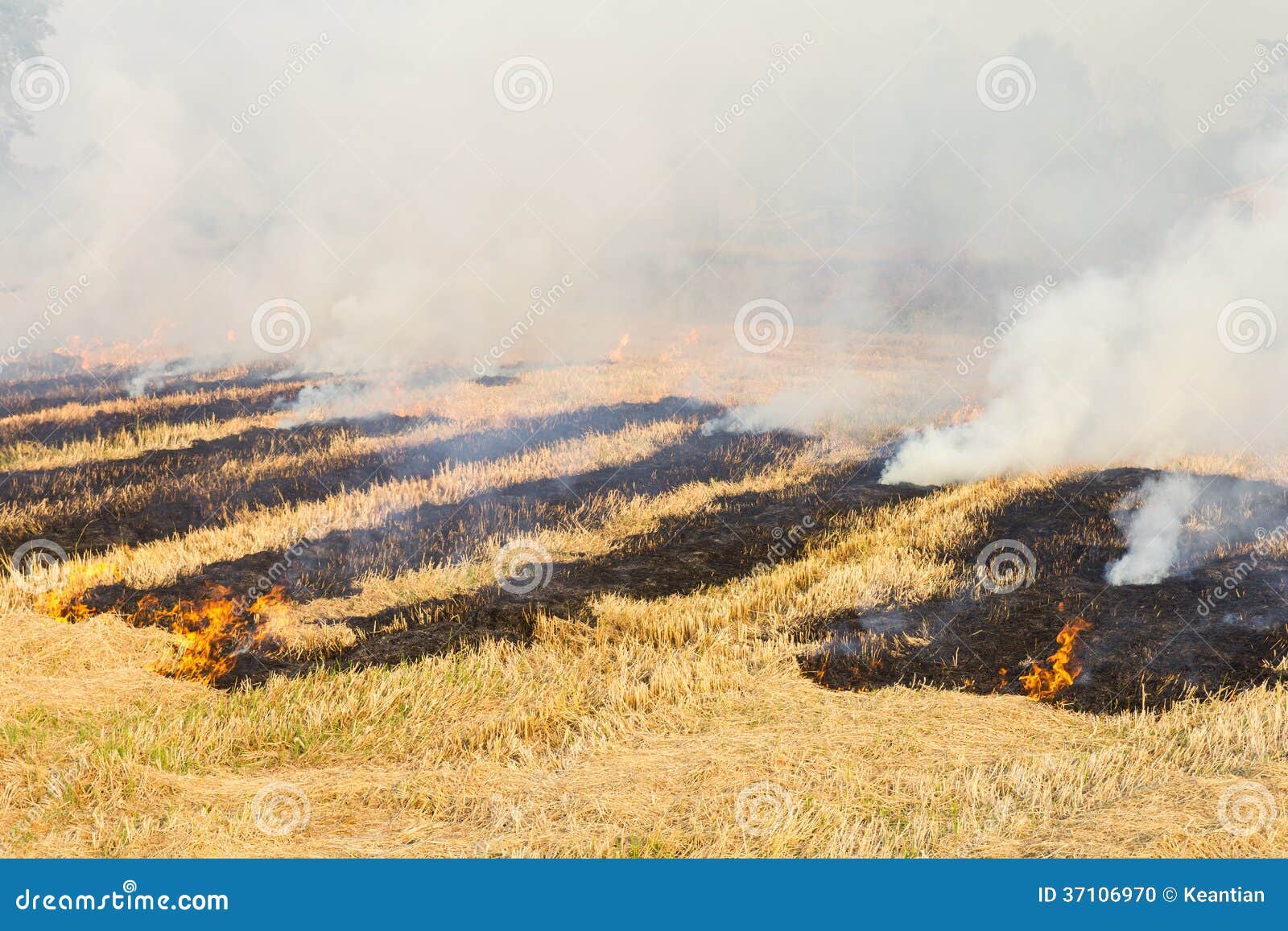 Burning straw stock photo. Image of brown, autumn, food - 37106970
