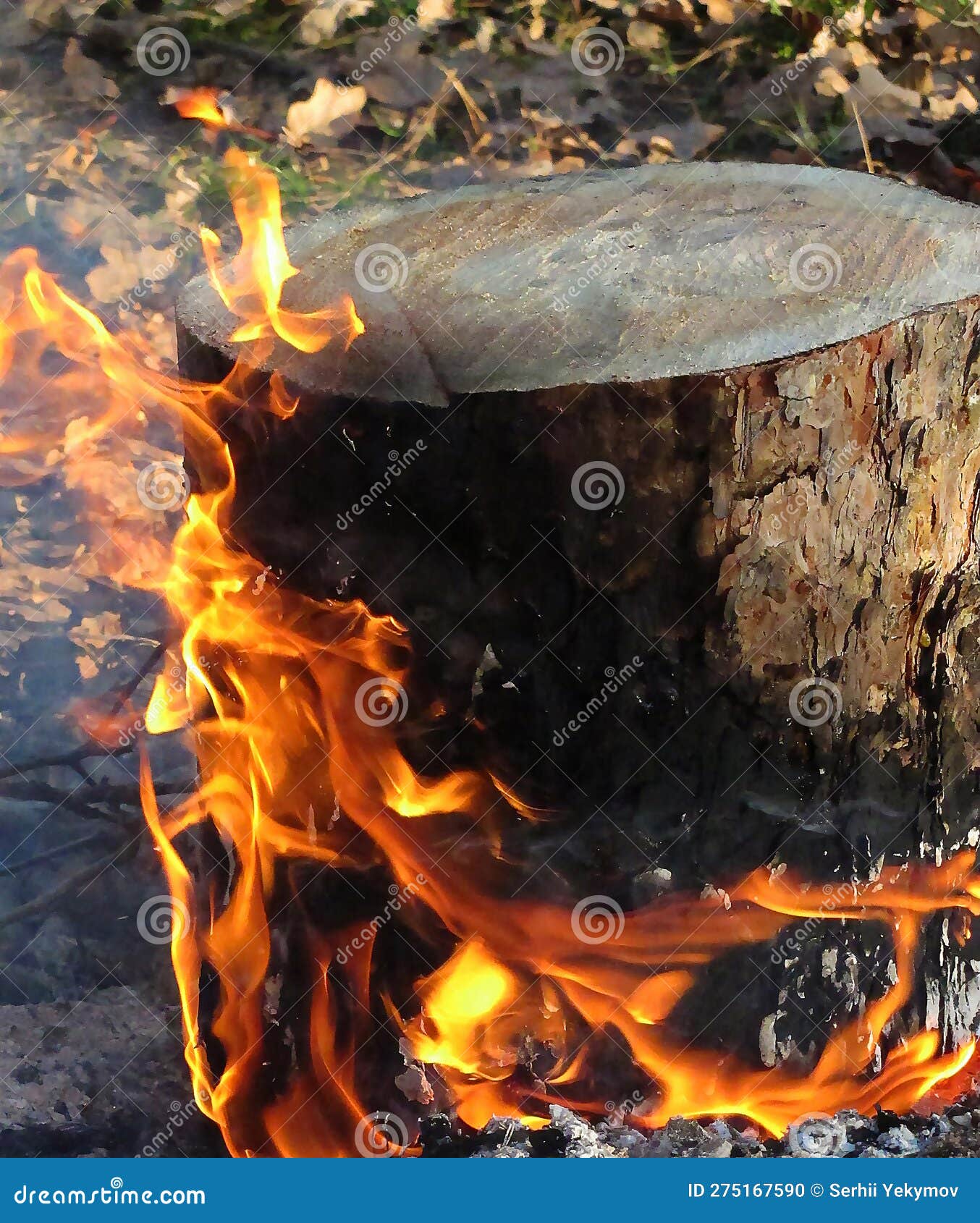 Burning stump stock photo. Image of autumnal, branches - 275167590