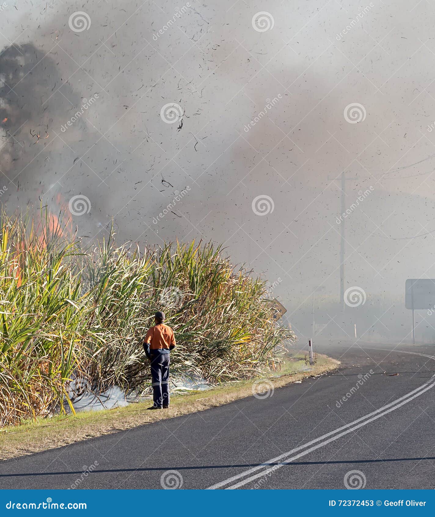 Burning sugar cane stock image. Image of fire, rural - 72372453