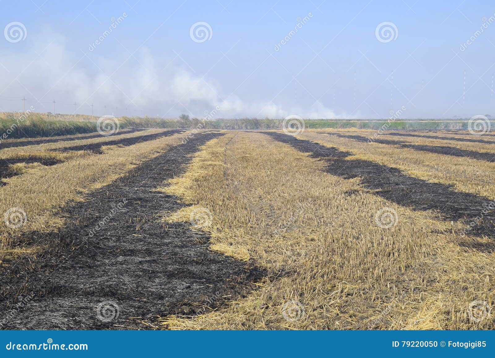 Burning Track in Paddy Field Stock Photo - Image of farmland, landscape ...