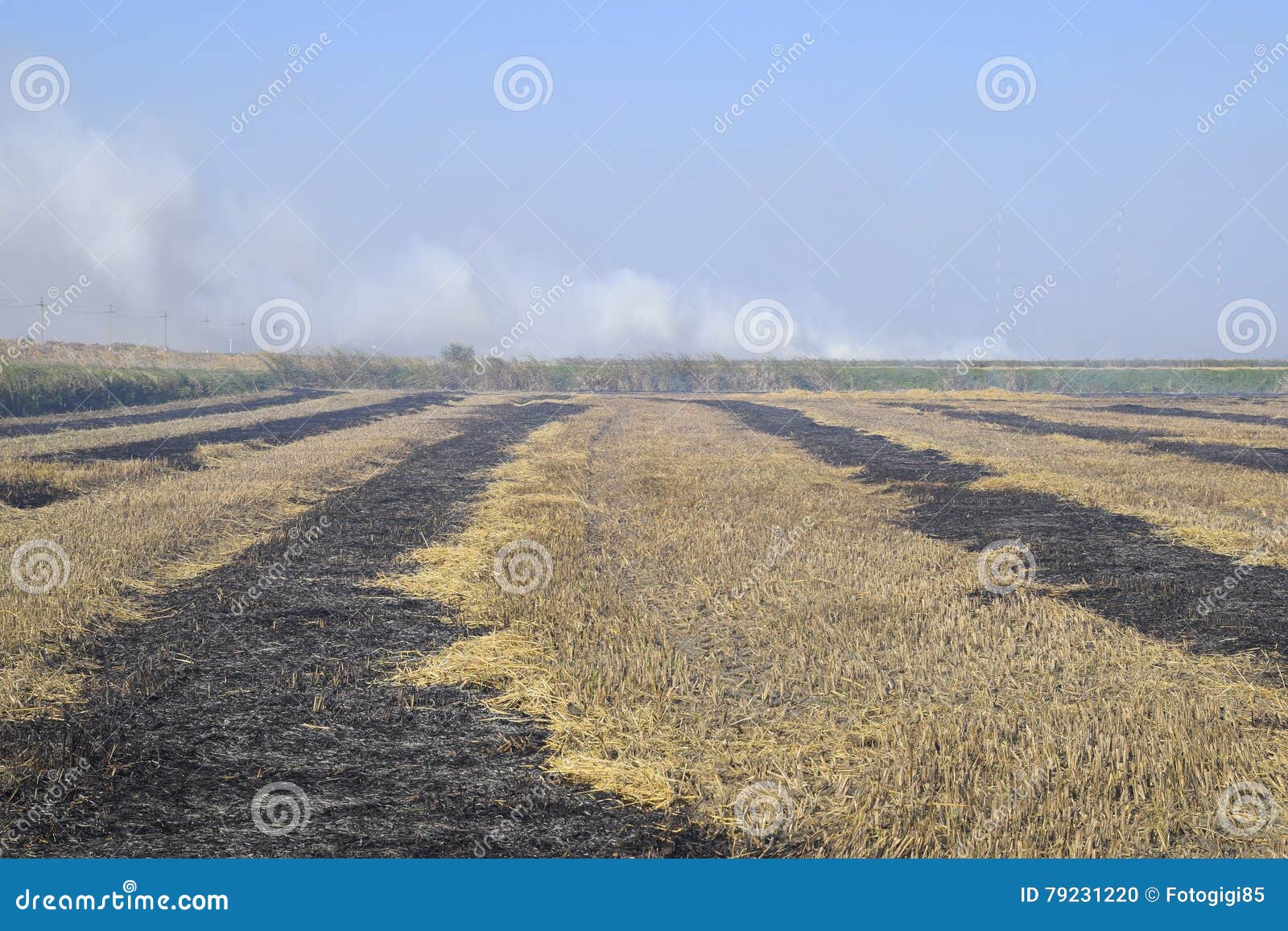 Burning Track in Paddy Field Stock Photo - Image of environment, burn ...