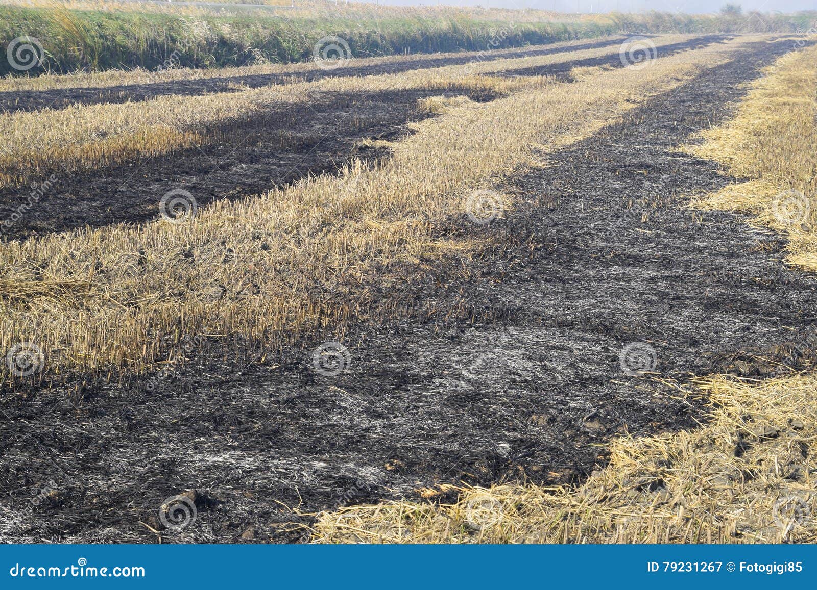 Burning Track in Paddy Field Stock Image - Image of farm, black: 79231267