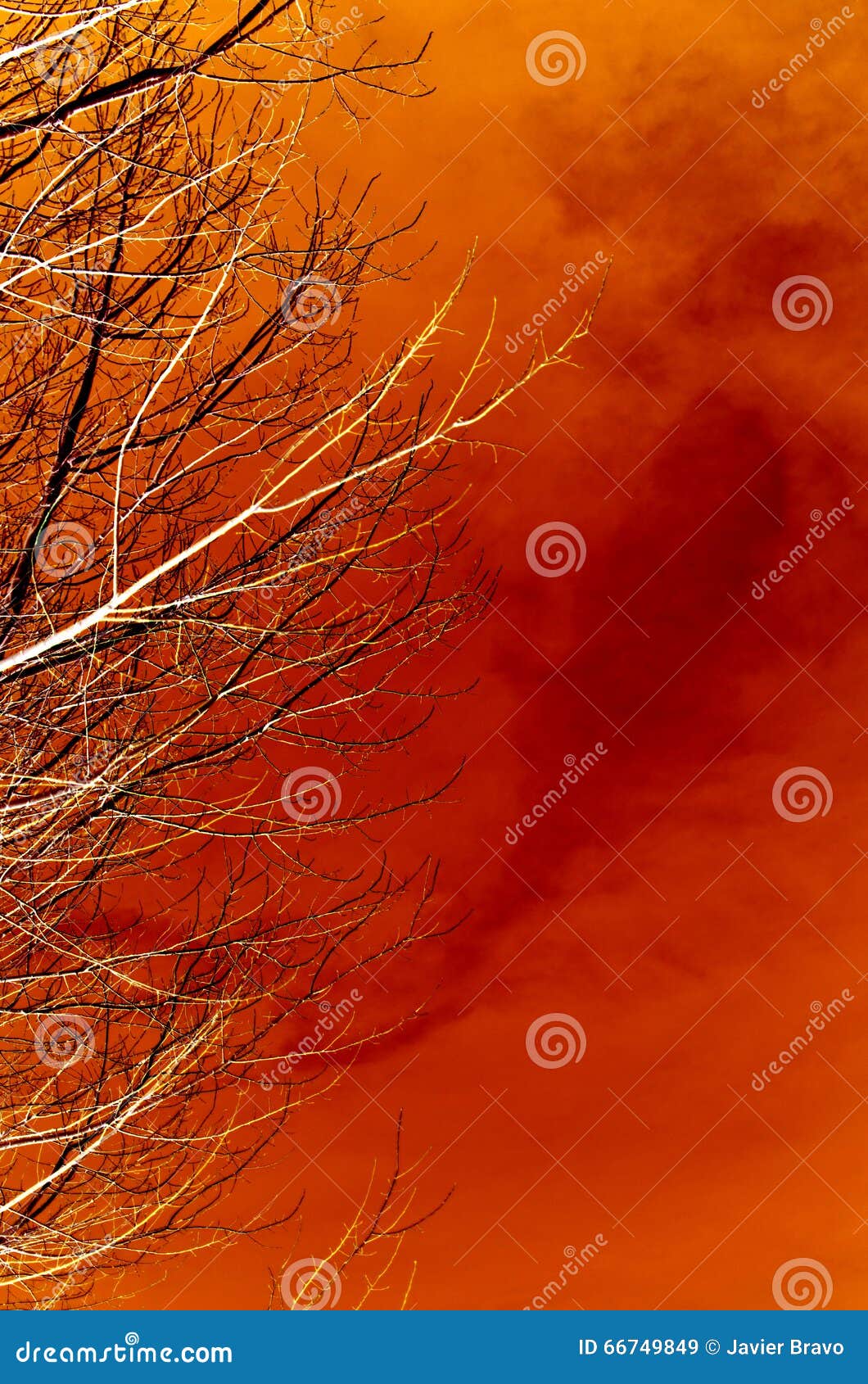Burning Tree stock image. Image of fiery, branches, destruction - 66749849