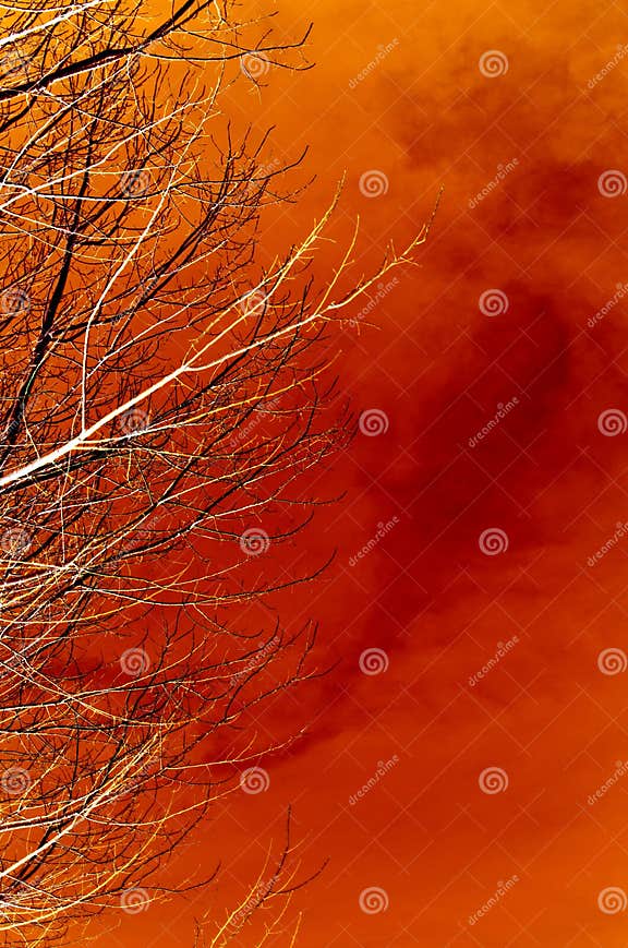 Burning Tree stock image. Image of fiery, branches, destruction - 66749849