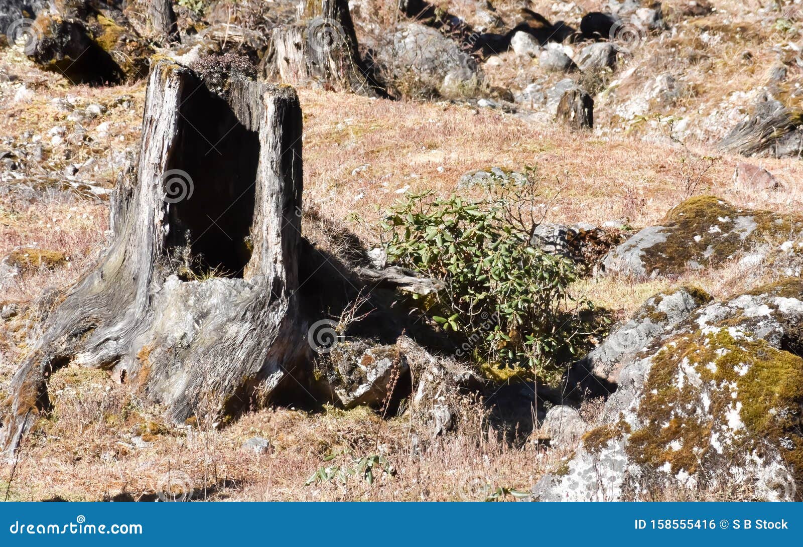 Burning Tree Stumps of a Fire Burned Forest with Trees Cut Down after a ...