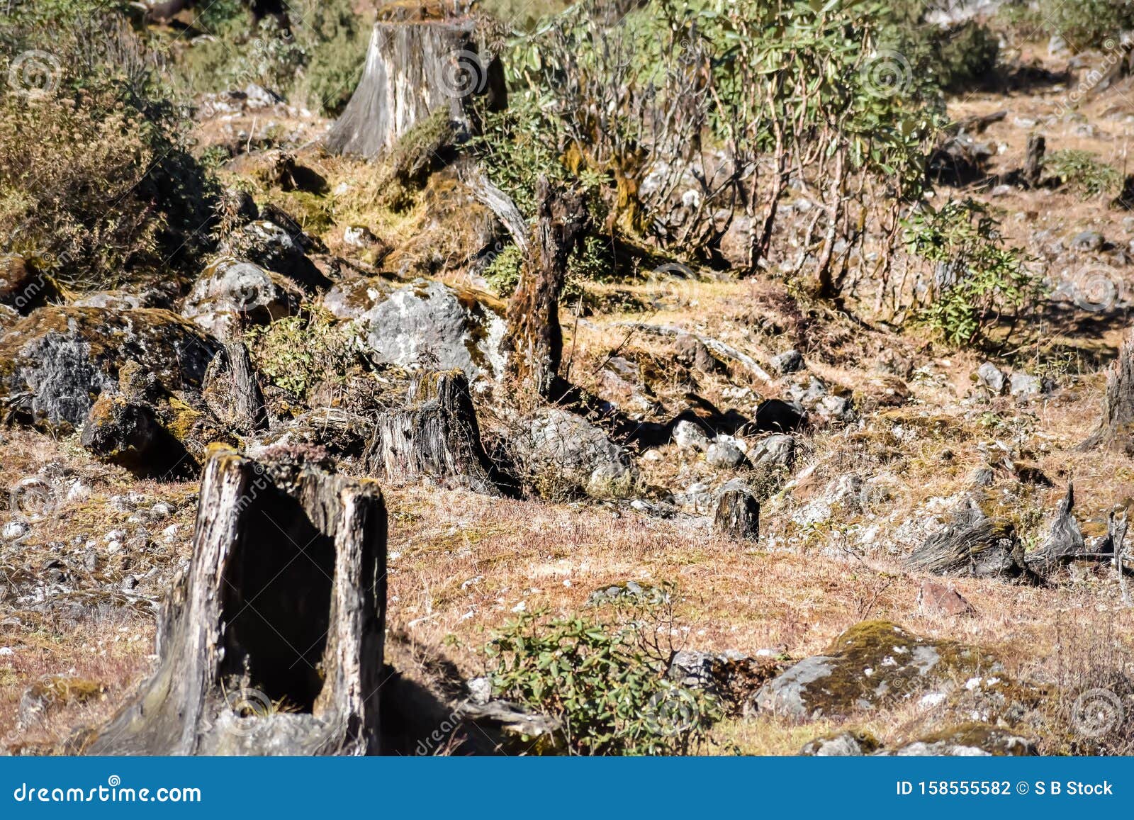 Burning Tree Stumps of a Fire Burned Forest with Trees Cut Down after a ...