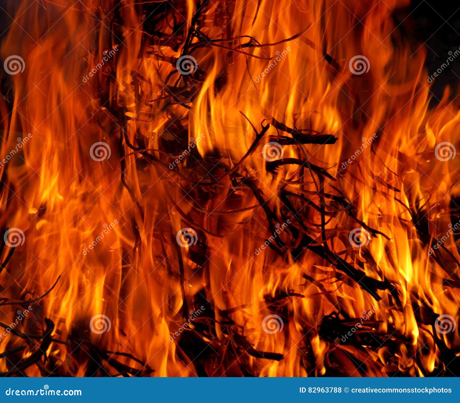 Burning Tree In Time Lapse Picture. Image: 82963788
