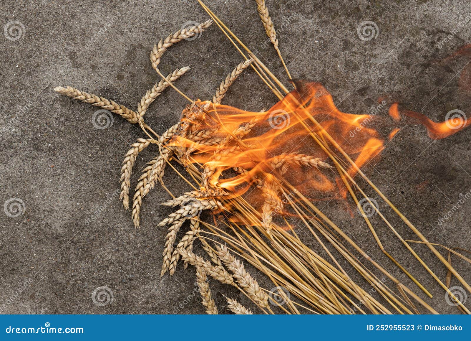 Burning Wheat Grain Ears on the Road Asphalt Stock Image - Image of ...