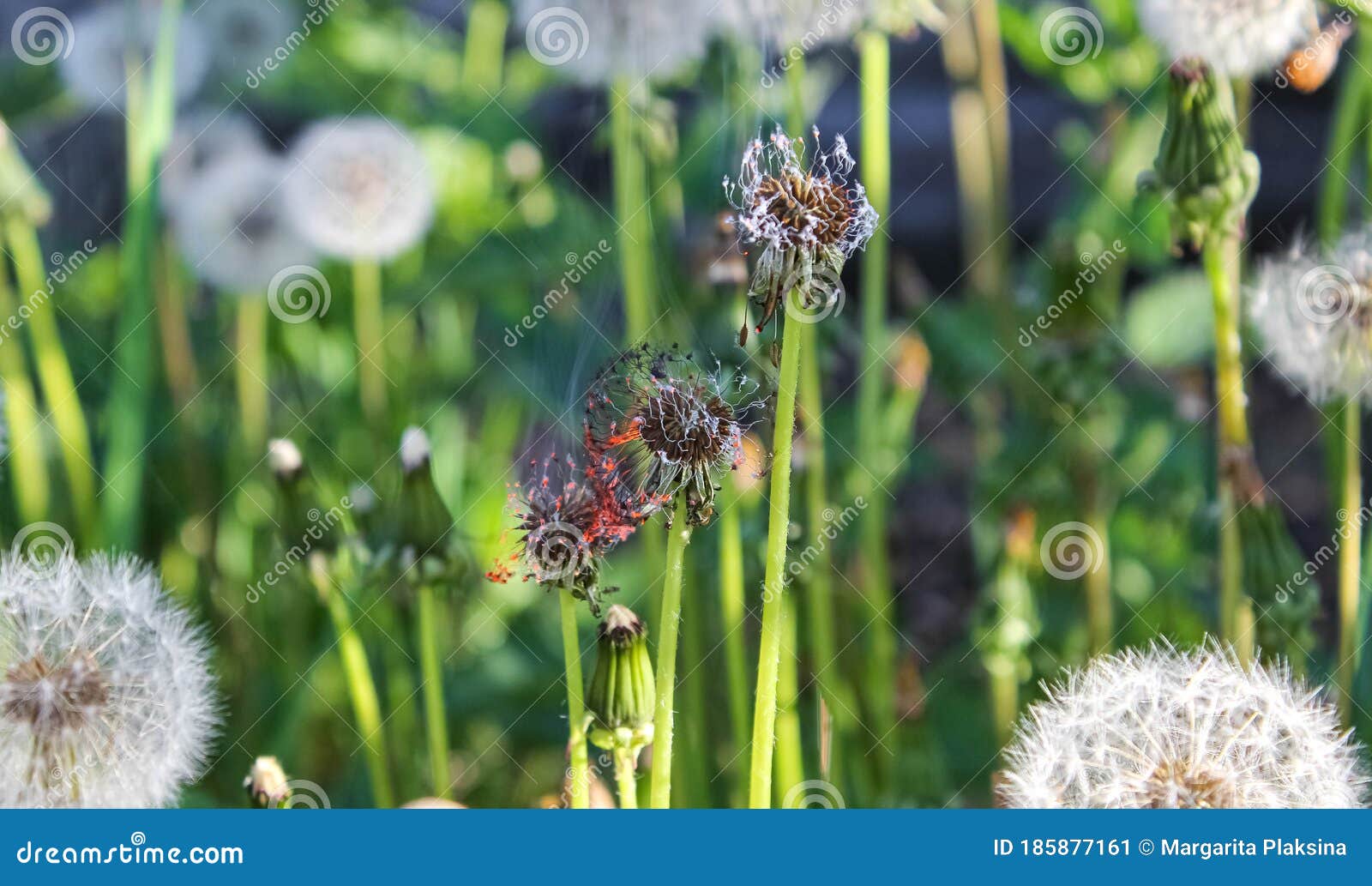 A Burning White Dandelion in the Fire and in the Smoke that is Ignited ...