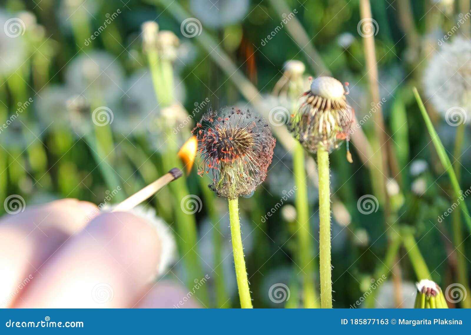 A Burning White Dandelion in the Fire and in the Smoke that is Ignited ...