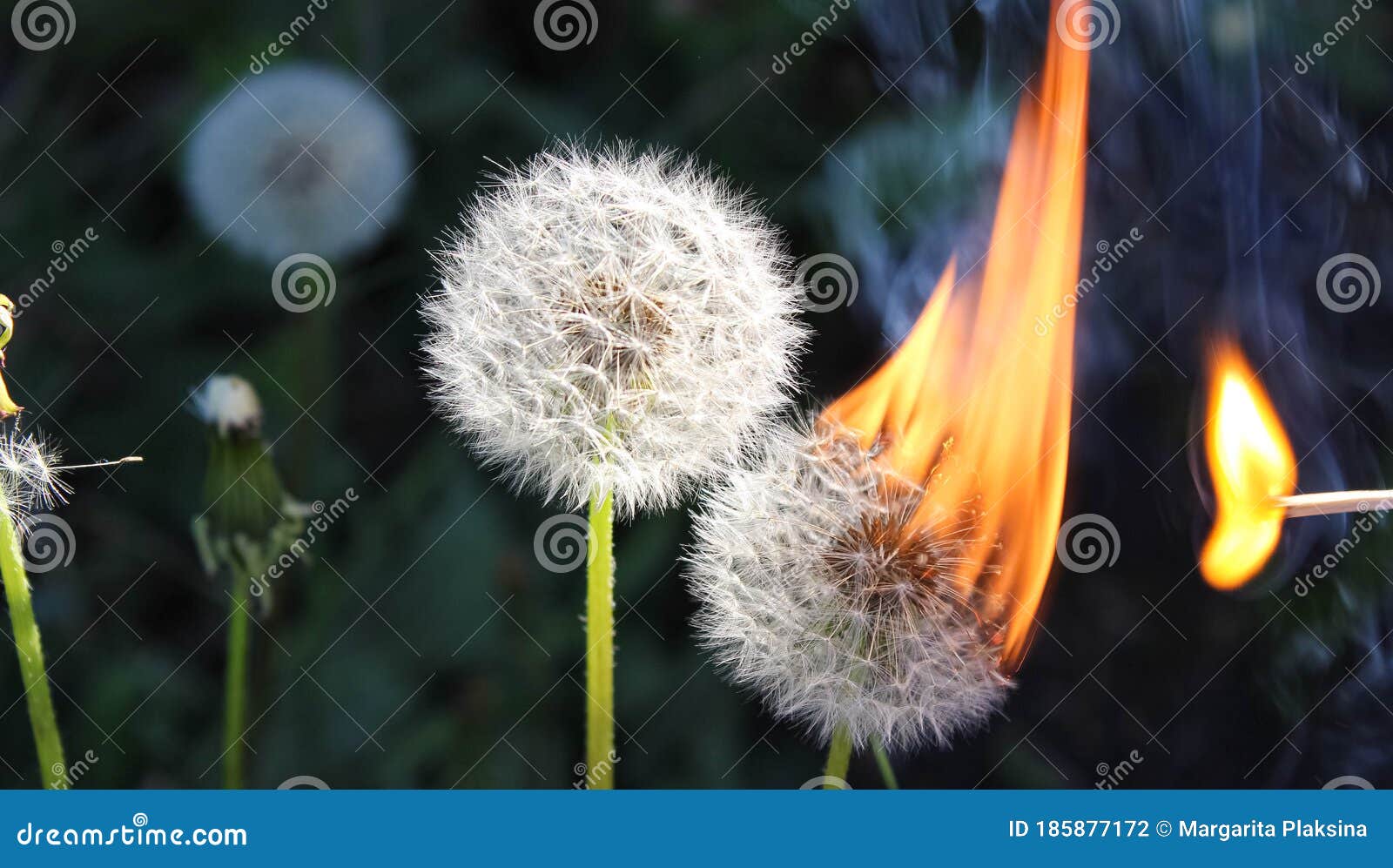 A Burning White Dandelion in the Fire and in the Smoke that is Ignited ...