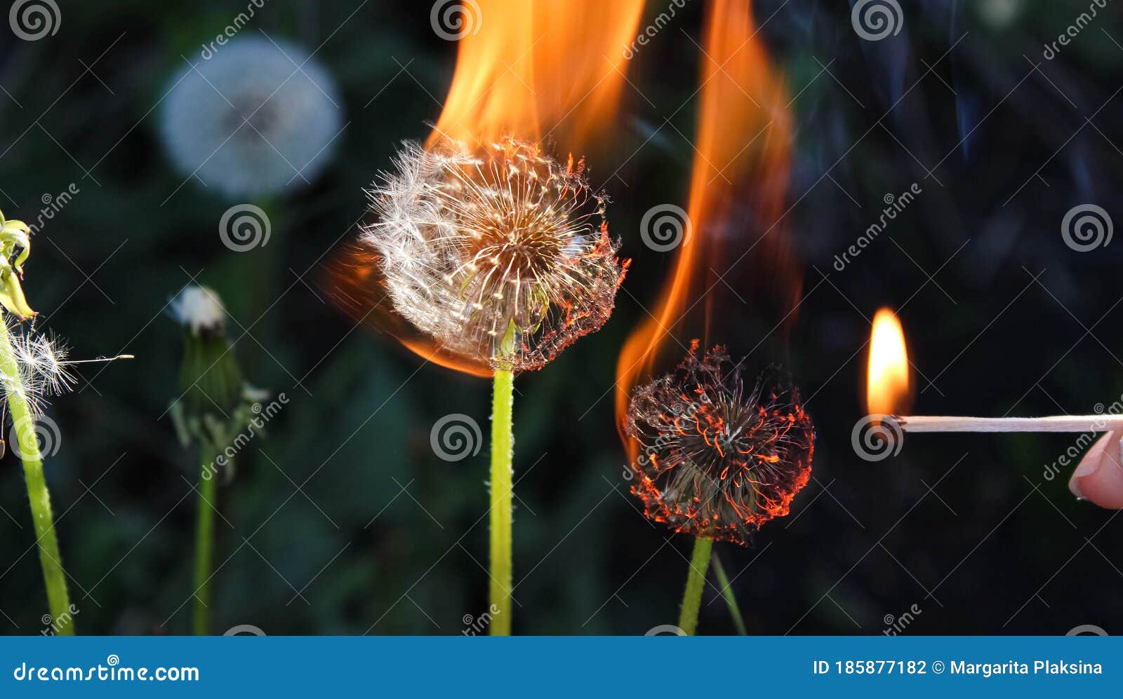 A Burning White Dandelion in the Fire and in the Smoke that is Ignited ...