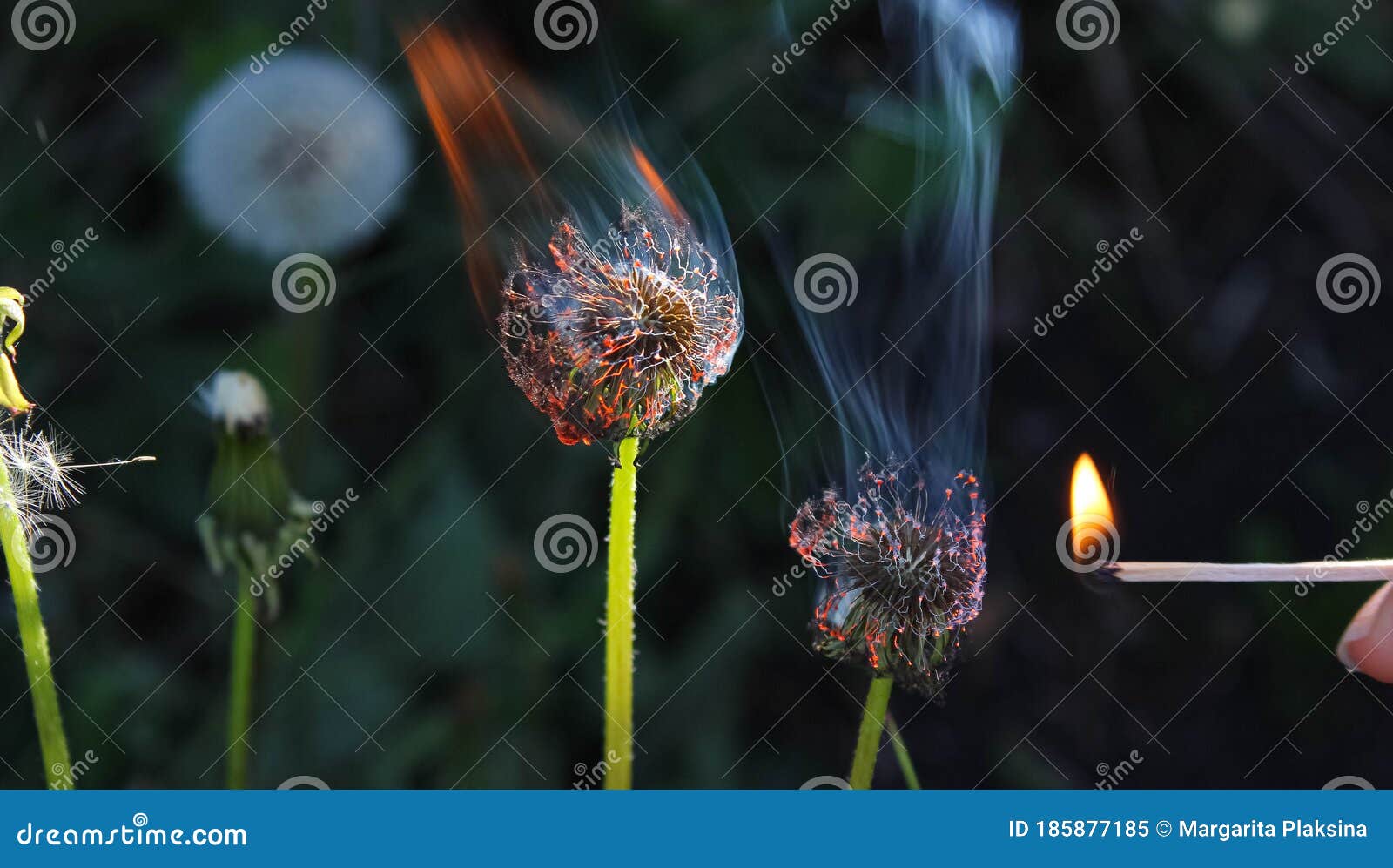 Dandelions And One Burning As A Symbol Of Burnout And Stress. Royalty ...