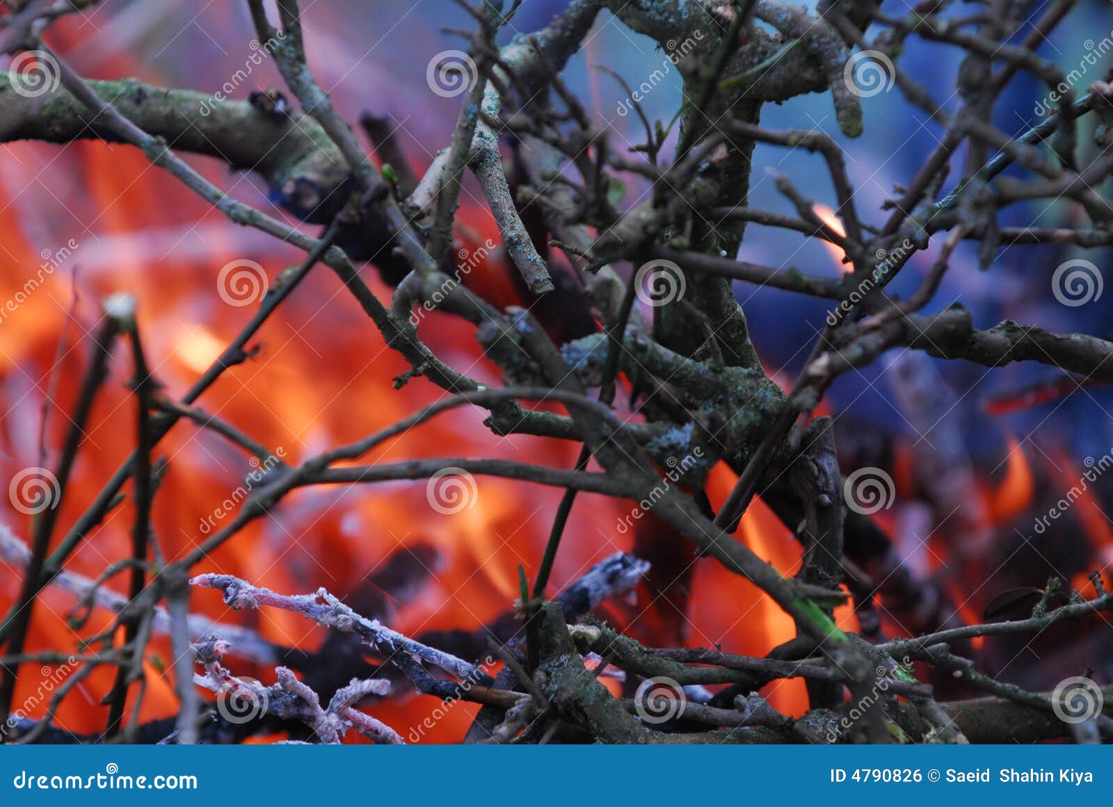 Burning Woods stock photo. Image of vegetation, fire, disaster - 4790826